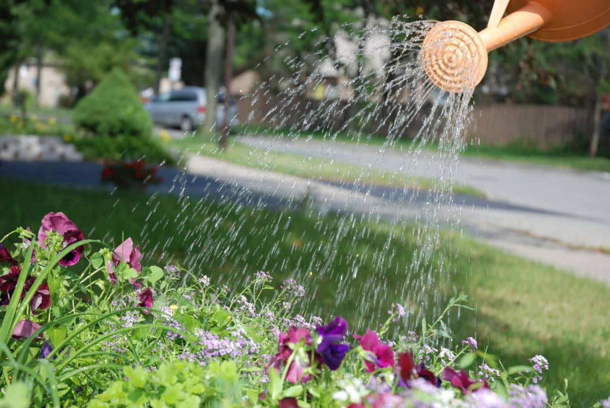 Proper Watering Techniques - Sweeney's Custom Landscaping Inc