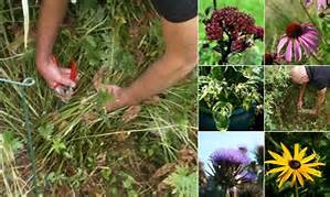 Pruning Perennials - Sweeney's Custom Landscaping Inc