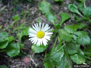 The Secret Language of Weeds - Sweeney's Custom Landscaping Inc