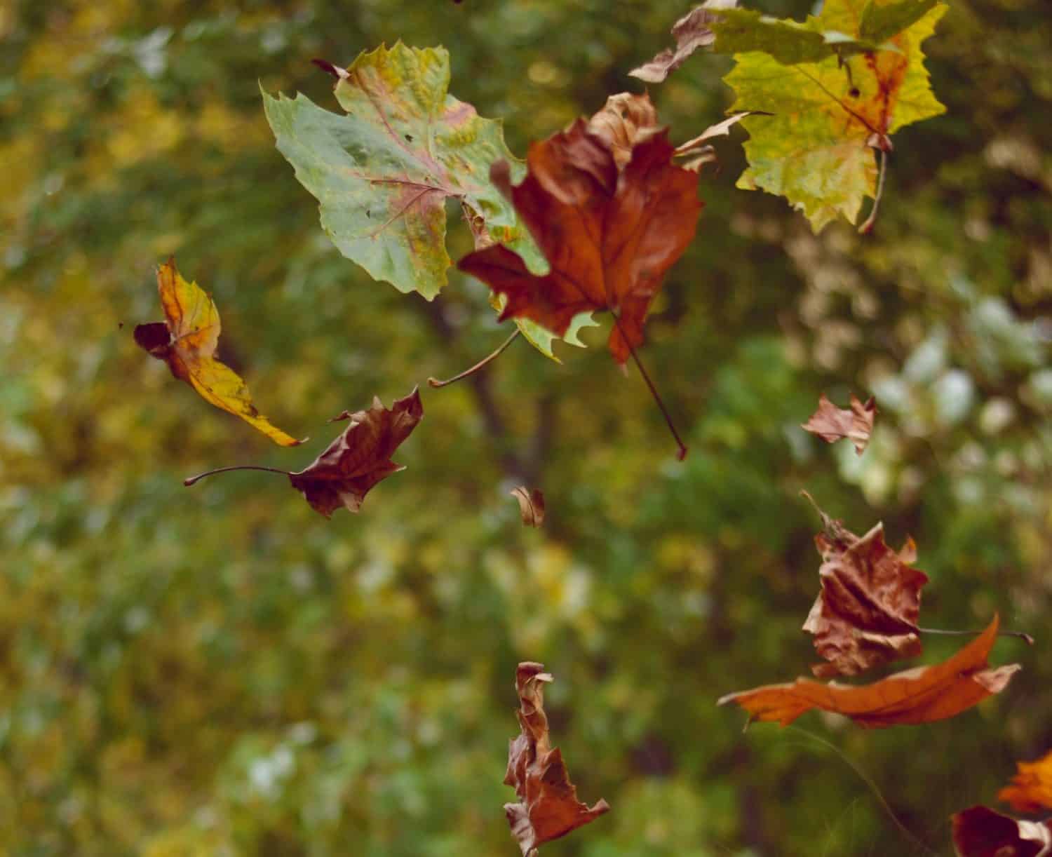 Husband & Wife Trees: Revisiting an Old Custom - Sweeney's Custom ...