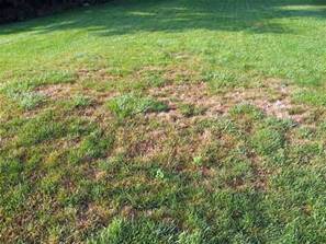 June Bugs Mean Lawn Grubs - Sweeney's Custom Landscaping Inc