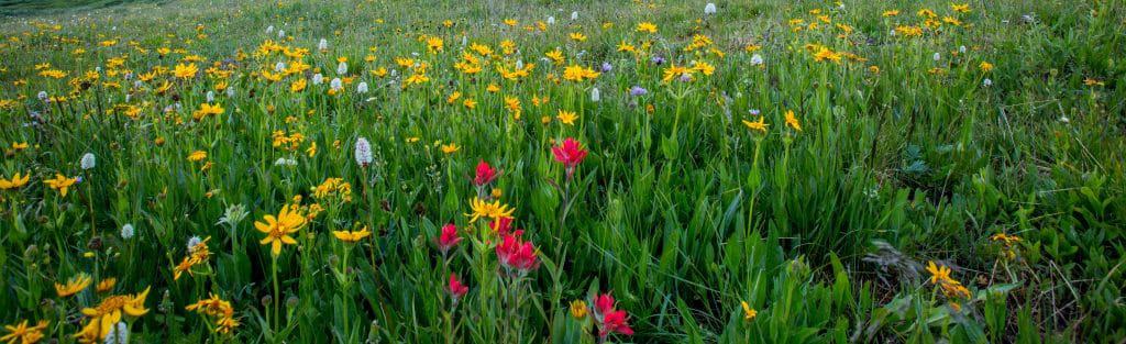 Matrix Gardening: The What & Why - Sweeney's Custom Landscaping Inc