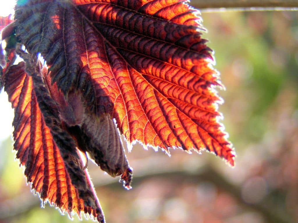 True Colors: The Science Behind Fall Foliage - Sweeney's Custom ...