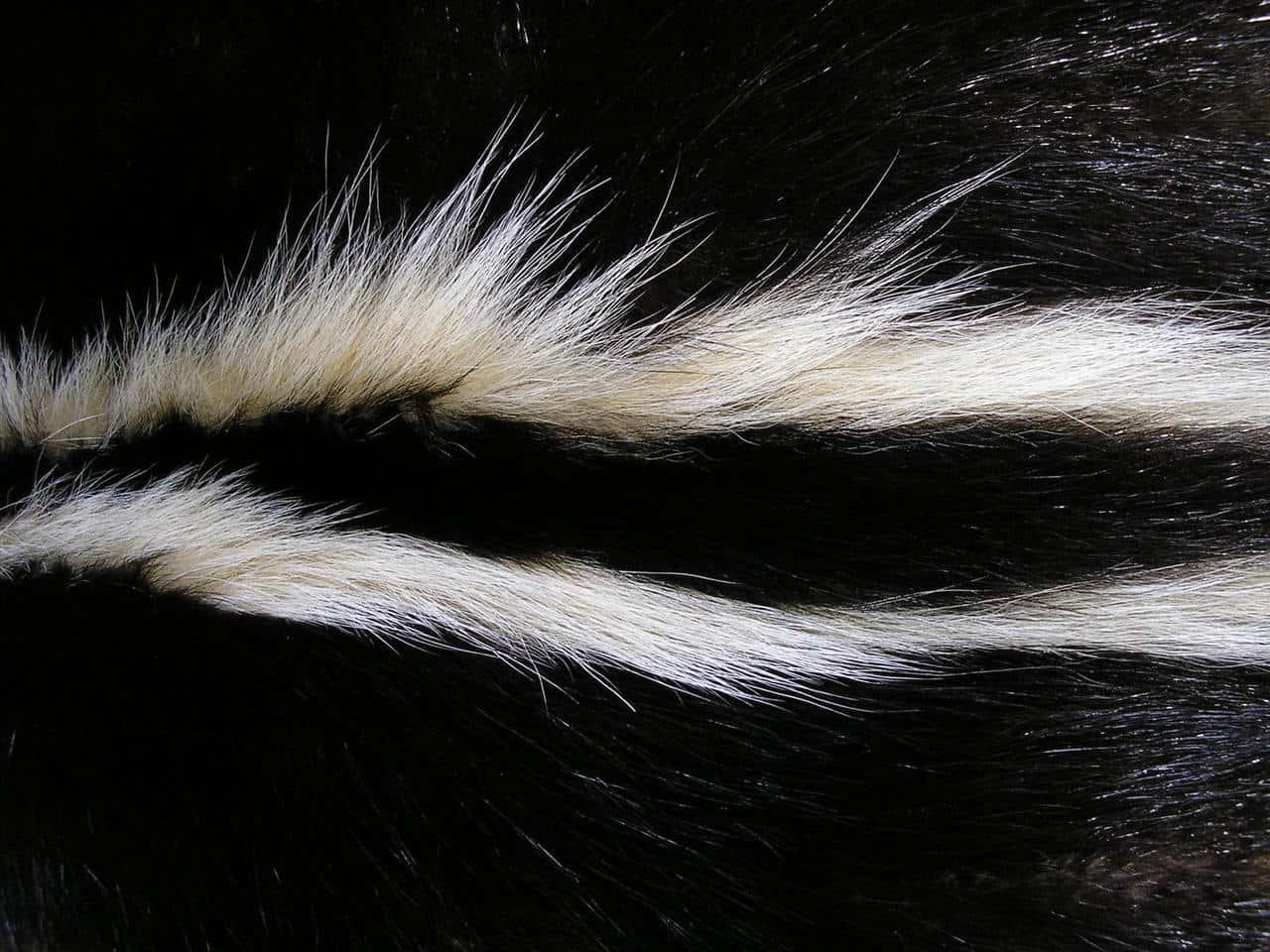 Skunked! - Sweeney's Custom Landscaping Inc