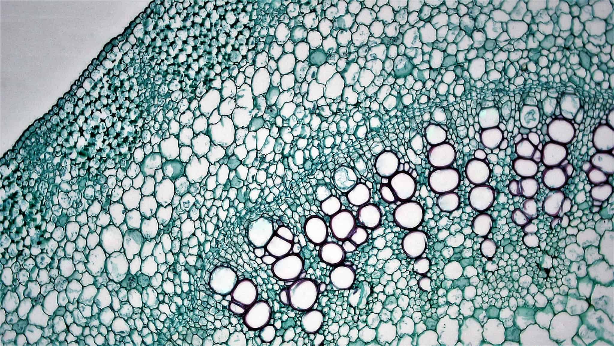 Surviving First Frosts - Sweeney's Custom Landscaping Inc