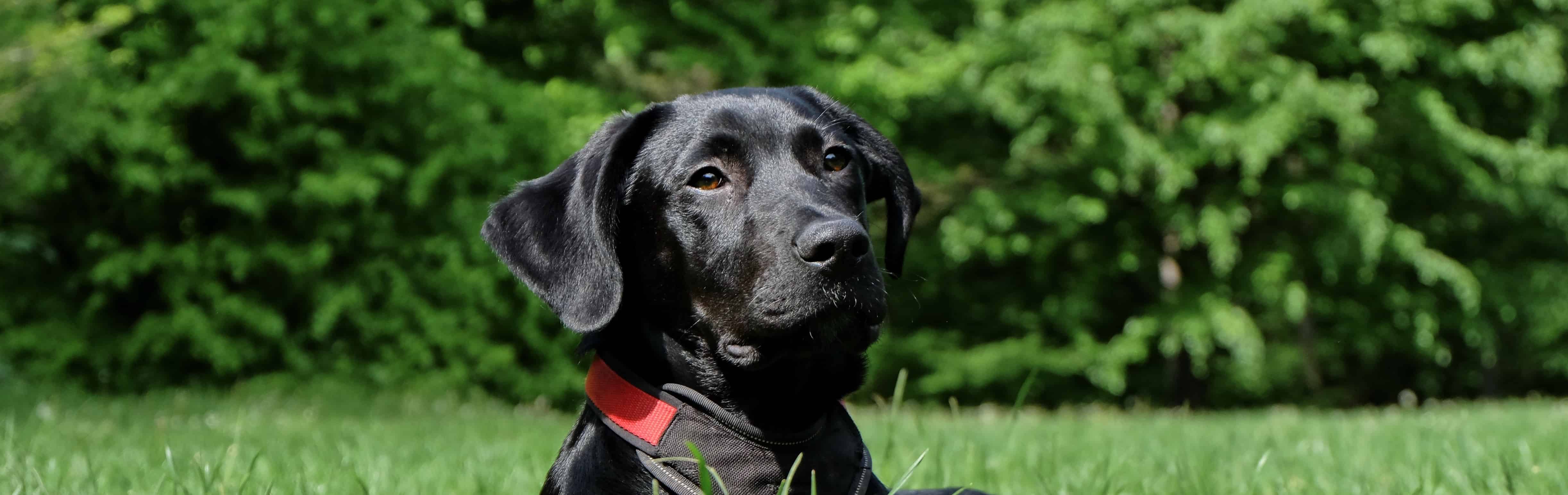 Petscaping for Dogs - Sweeney's Custom Landscaping Inc