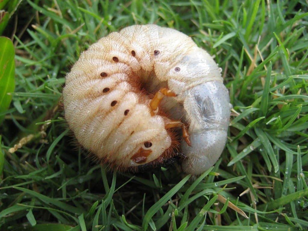 Scrub the Grubs with Preventative Grub Control - Sweeney's Custom ...