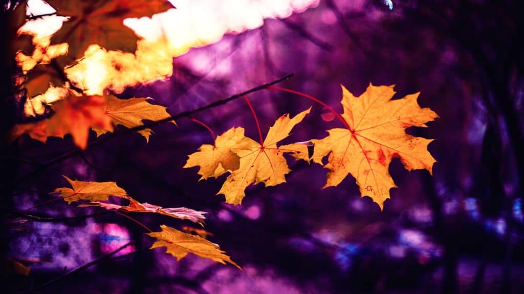 True Colors: The Science Behind Fall Foliage - Sweeney's Custom ...