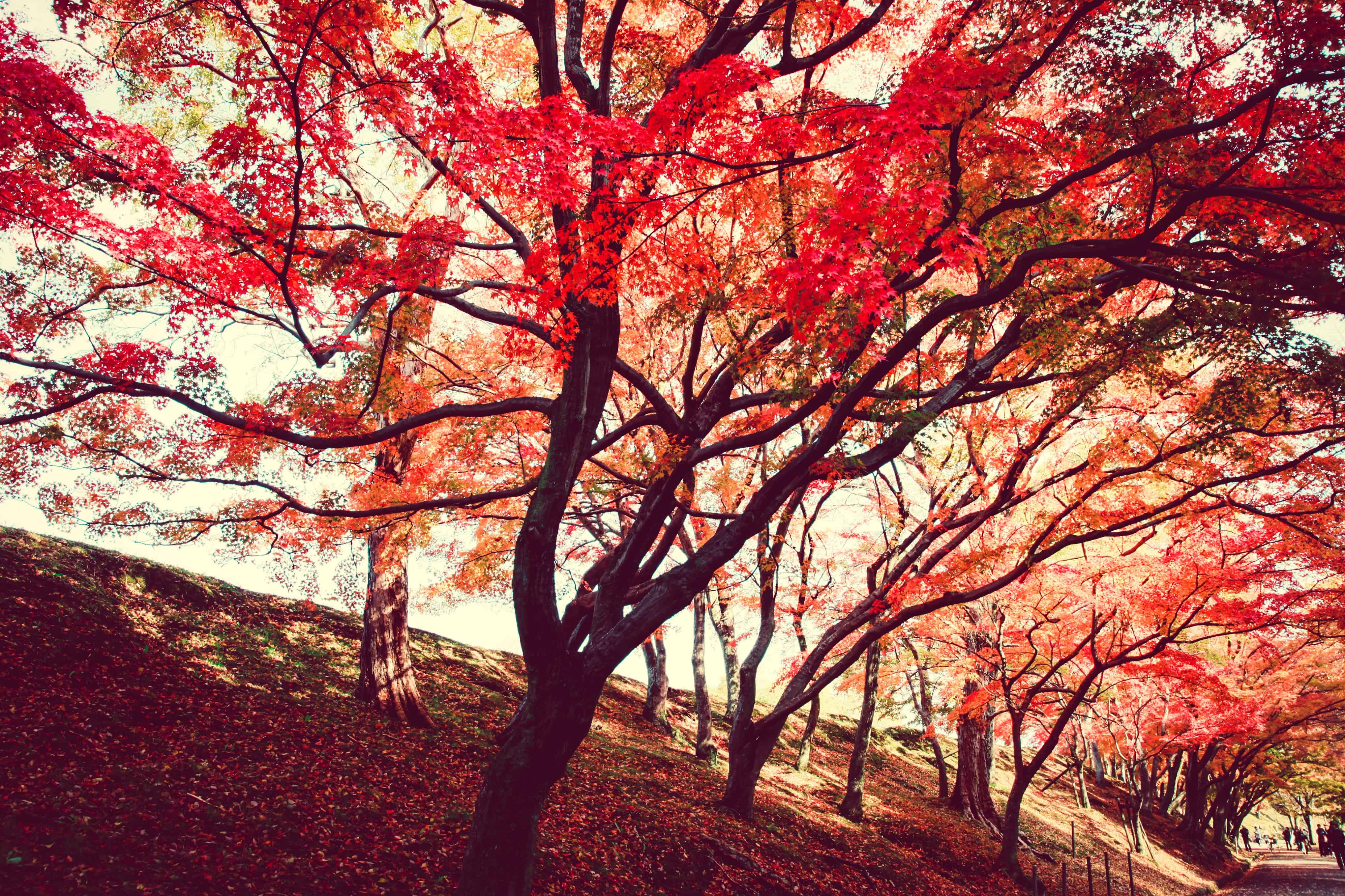 True Colors: The Science Behind Fall Foliage - Sweeney's Custom ...
