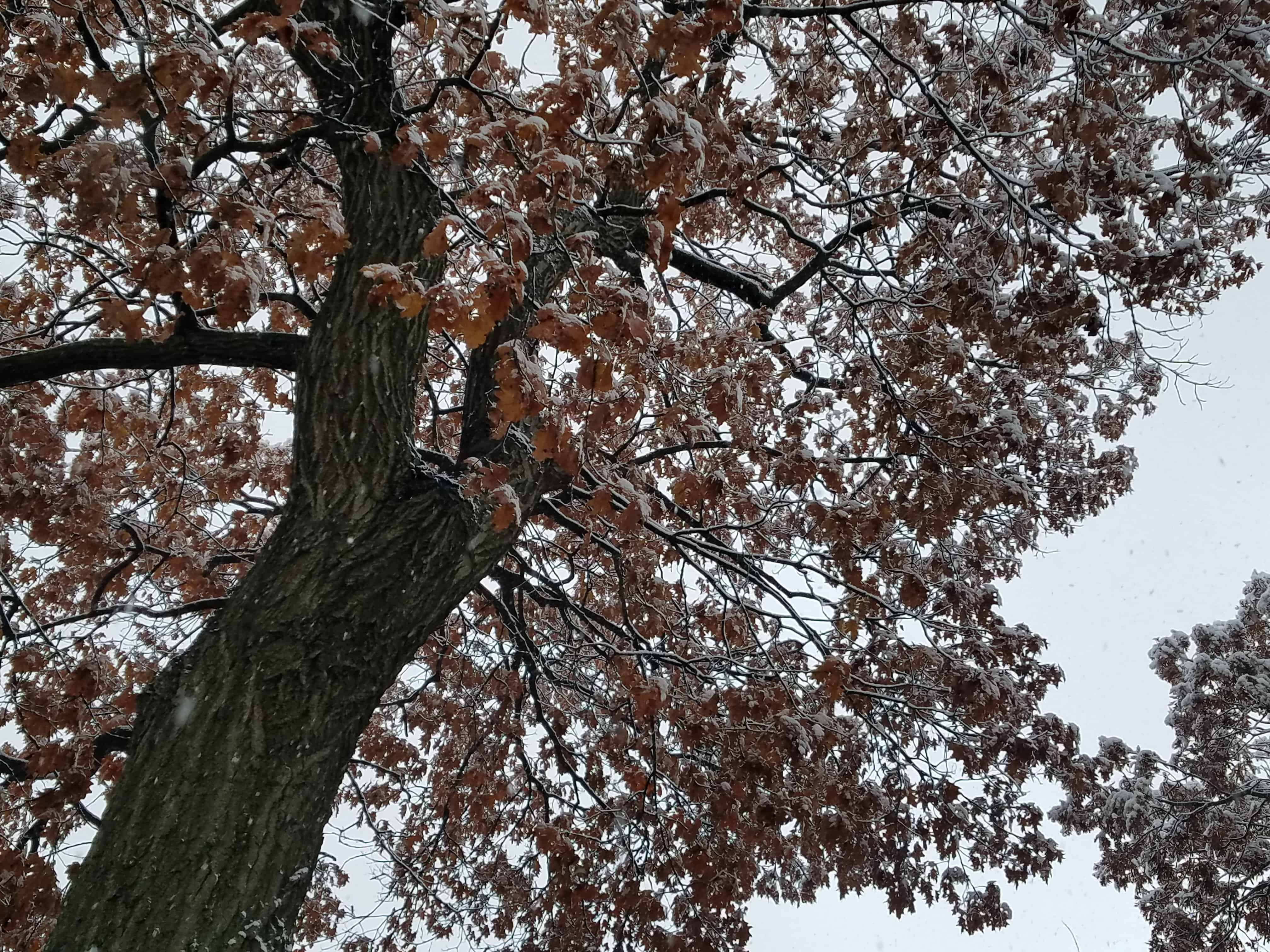 A True Giving Tree - Sweeney's Custom Landscaping Inc