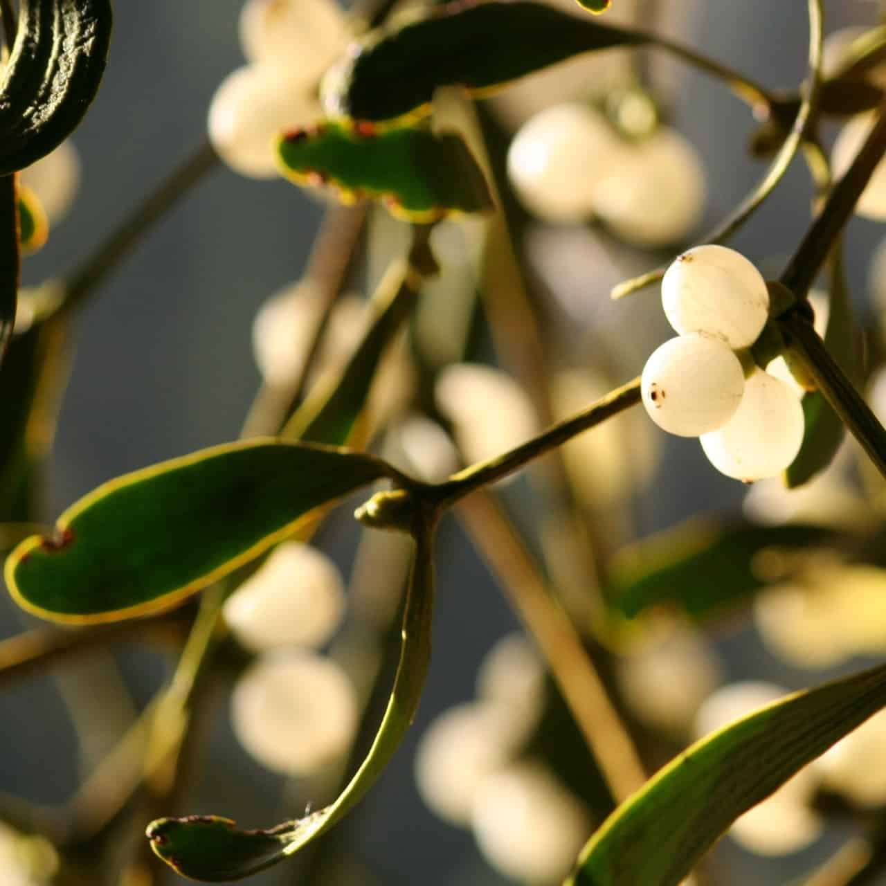 Mistletoe: The Myth, Meaning & Menace - Sweeney's Custom Landscaping Inc