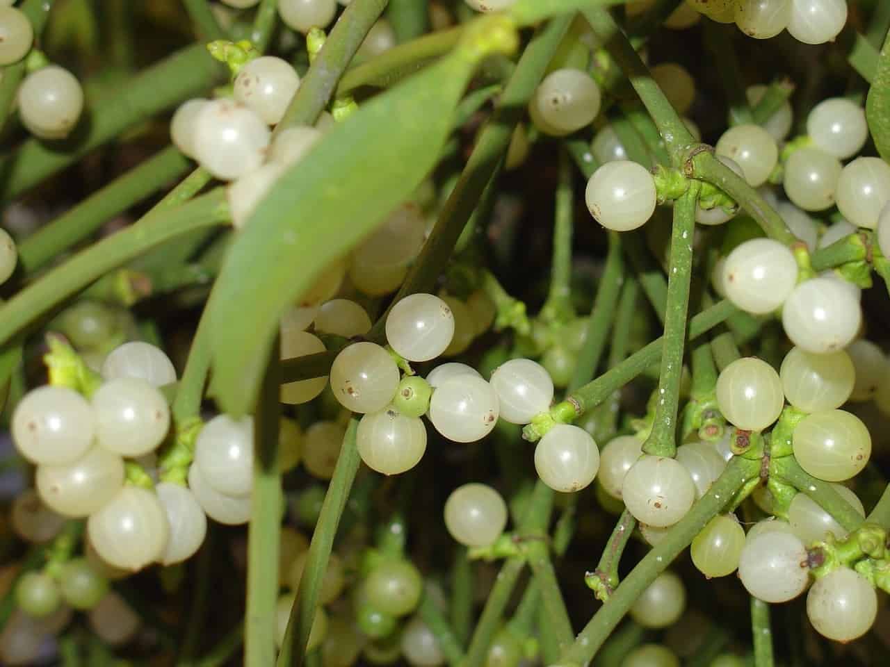 Mistletoe: The Myth, Meaning & Menace - Sweeney's Custom Landscaping Inc