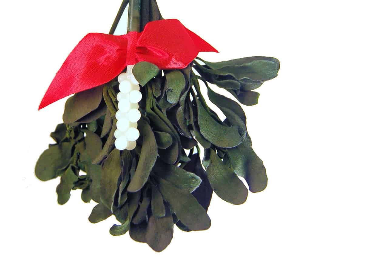 Mistletoe: The Myth, Meaning & Menace - Sweeney's Custom Landscaping Inc