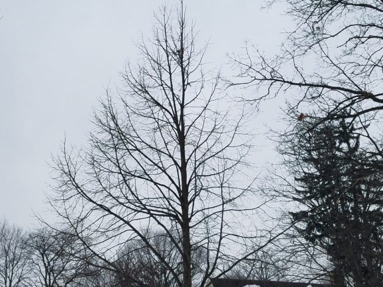 The Importance of Dormant Pruning - Sweeney's Custom Landscaping Inc