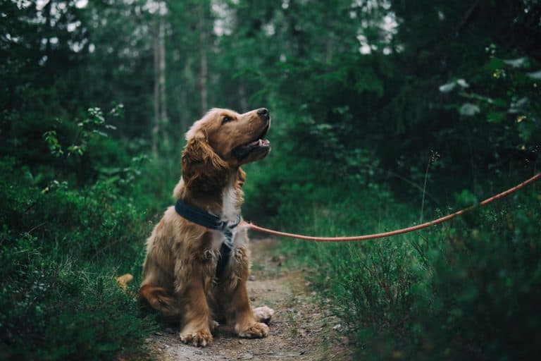 Petscaping: Ideas for a Pet Friendly Landscape - Sweeney's Custom ...