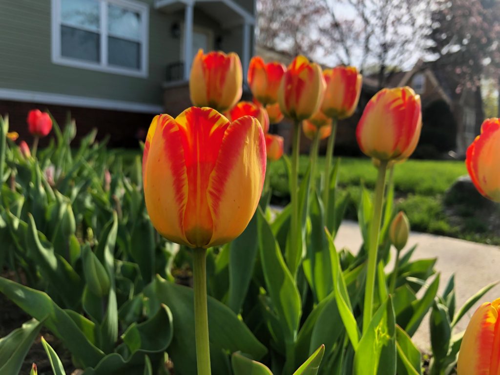 Natives 101: 7 Beautiful Plants to Get You Started - Sweeney's Custom ...