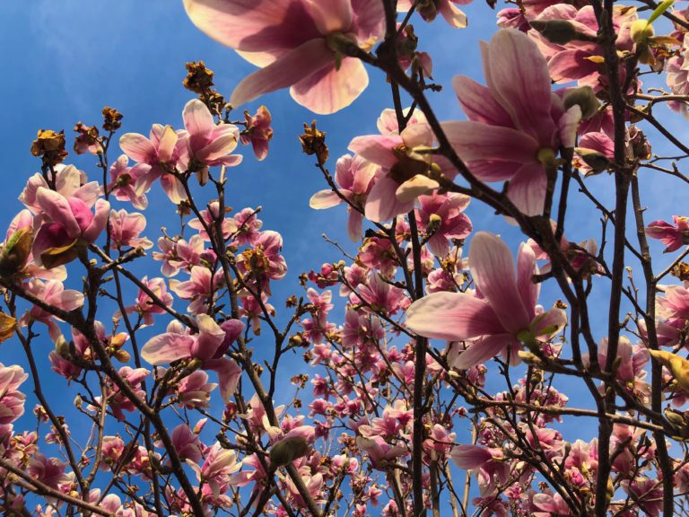 Natives 101: 7 Beautiful Plants to Get You Started - Sweeney's Custom ...