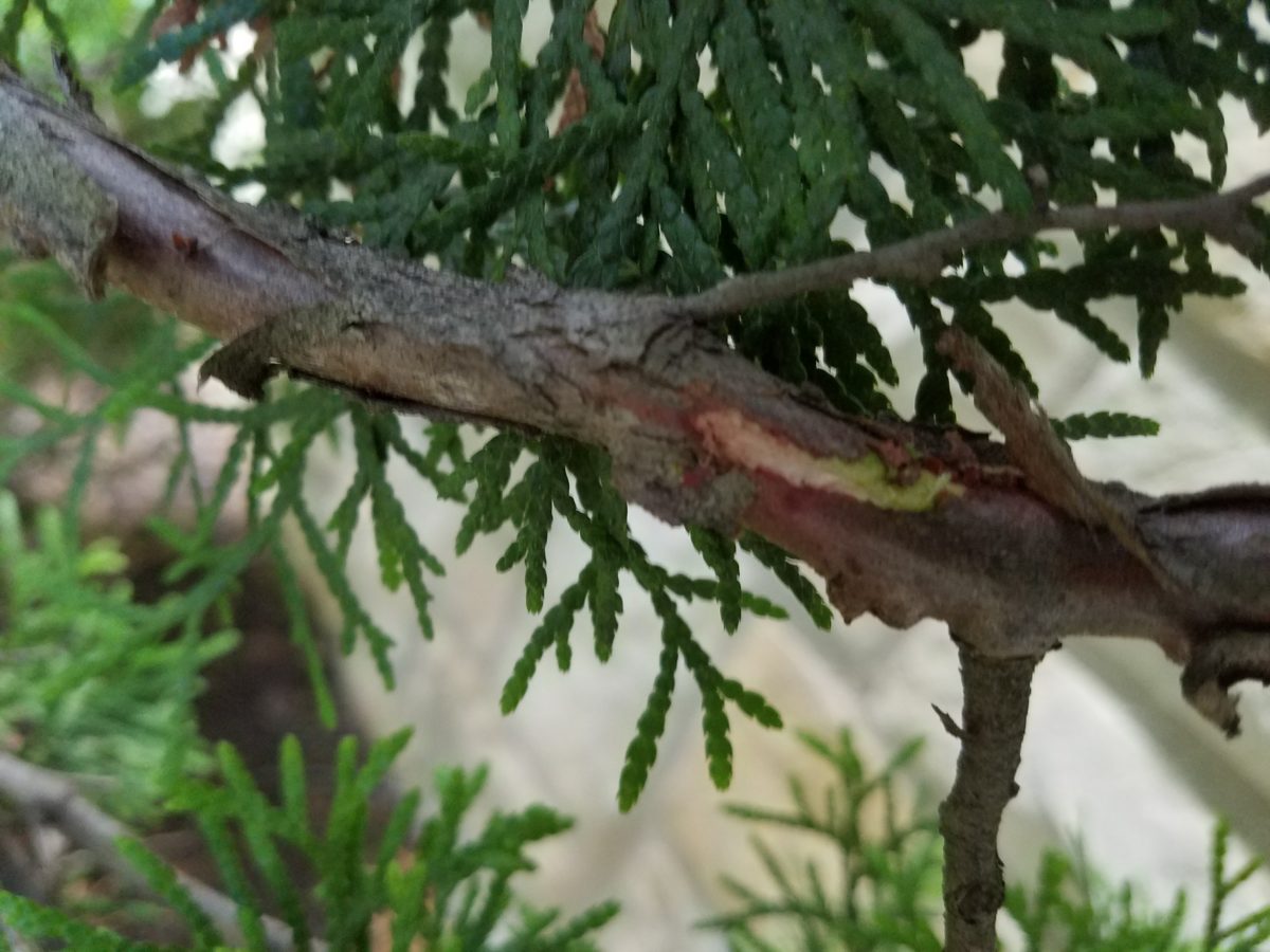 Feeling the Burn of Winter Scorch - Sweeney's Custom Landscaping Inc