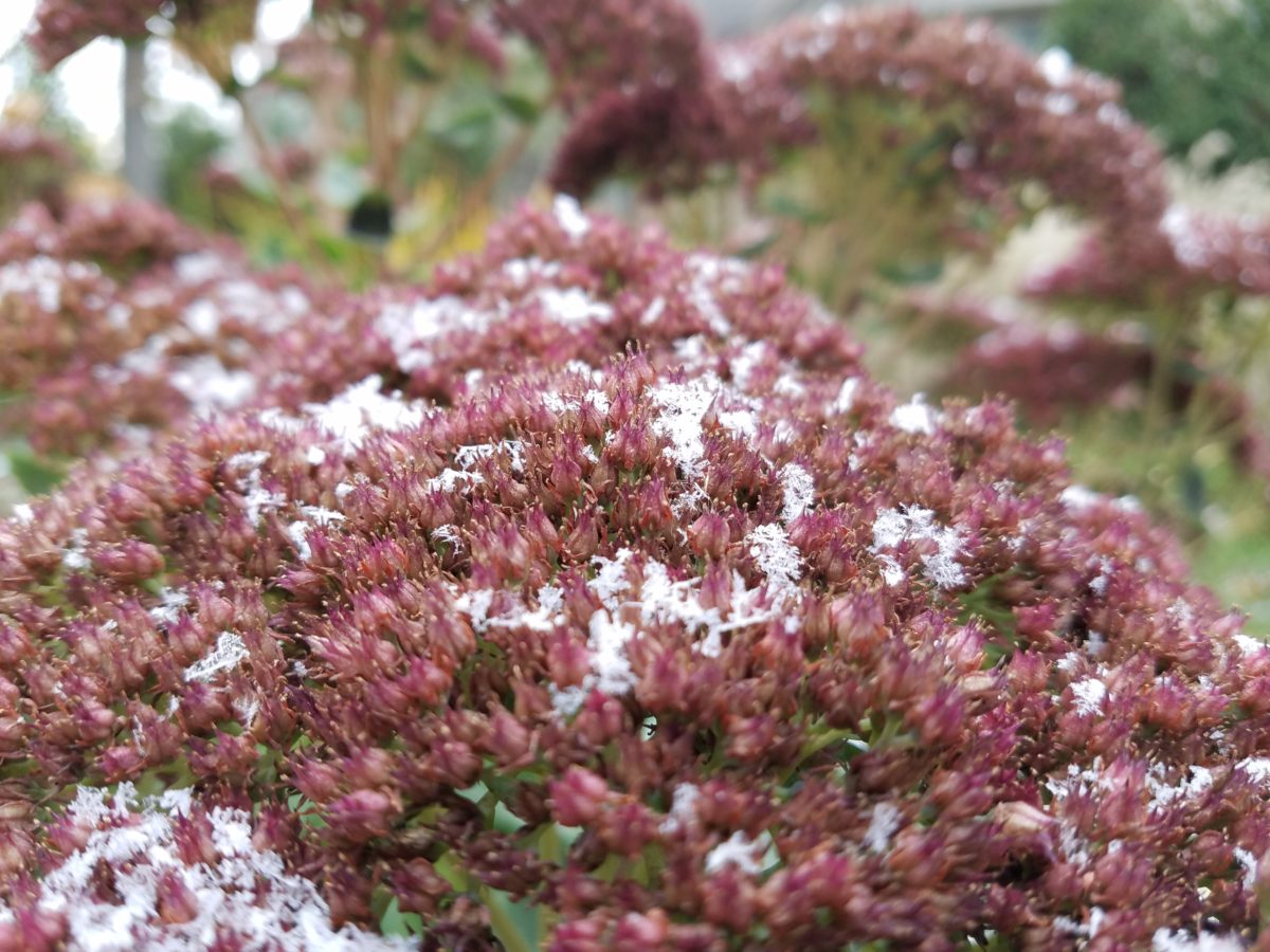 Surviving First Frosts - Sweeney's Custom Landscaping Inc