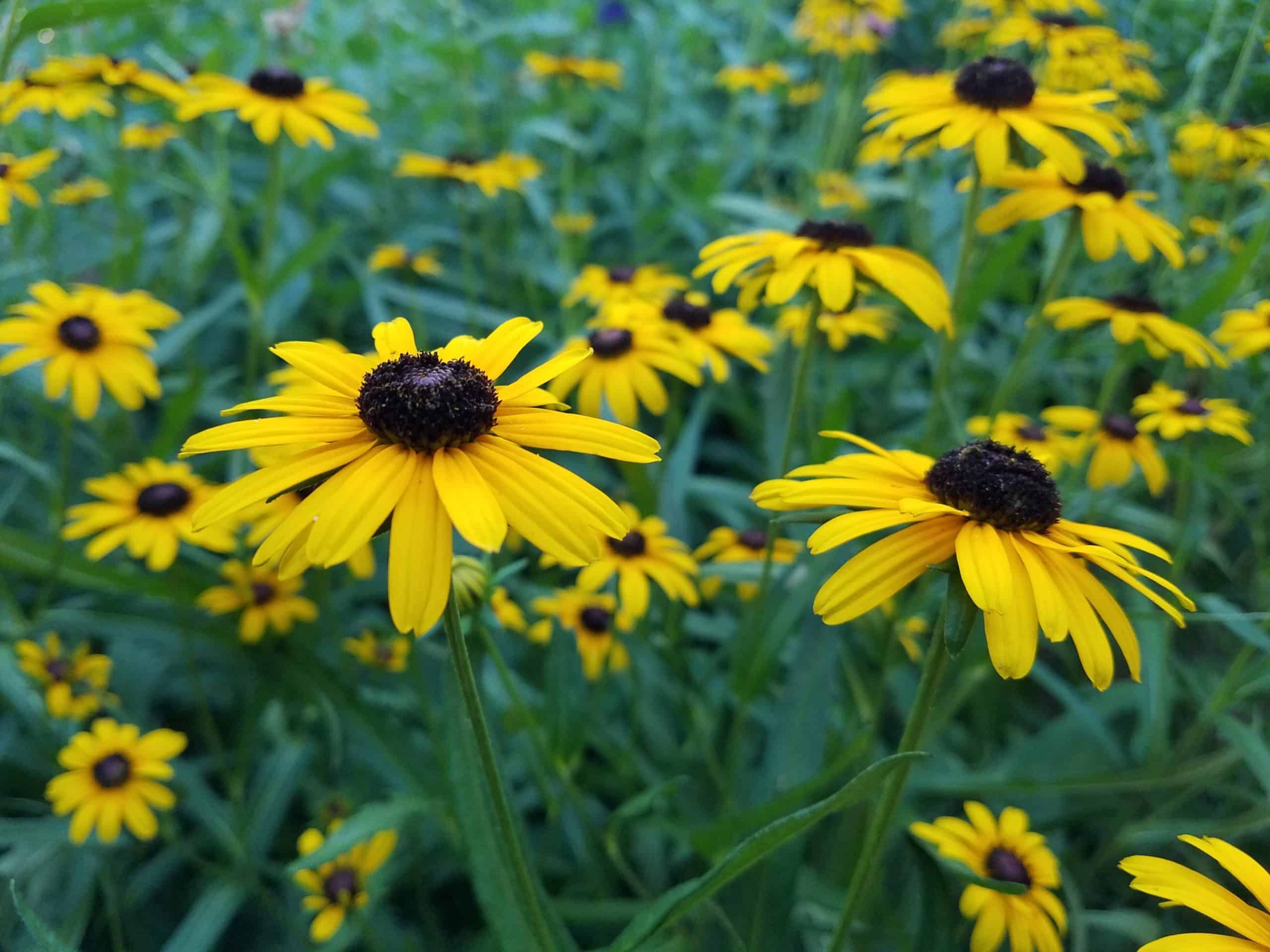 Girls Gone Wild: Native Plants for Mom - Sweeney's Custom Landscaping Inc