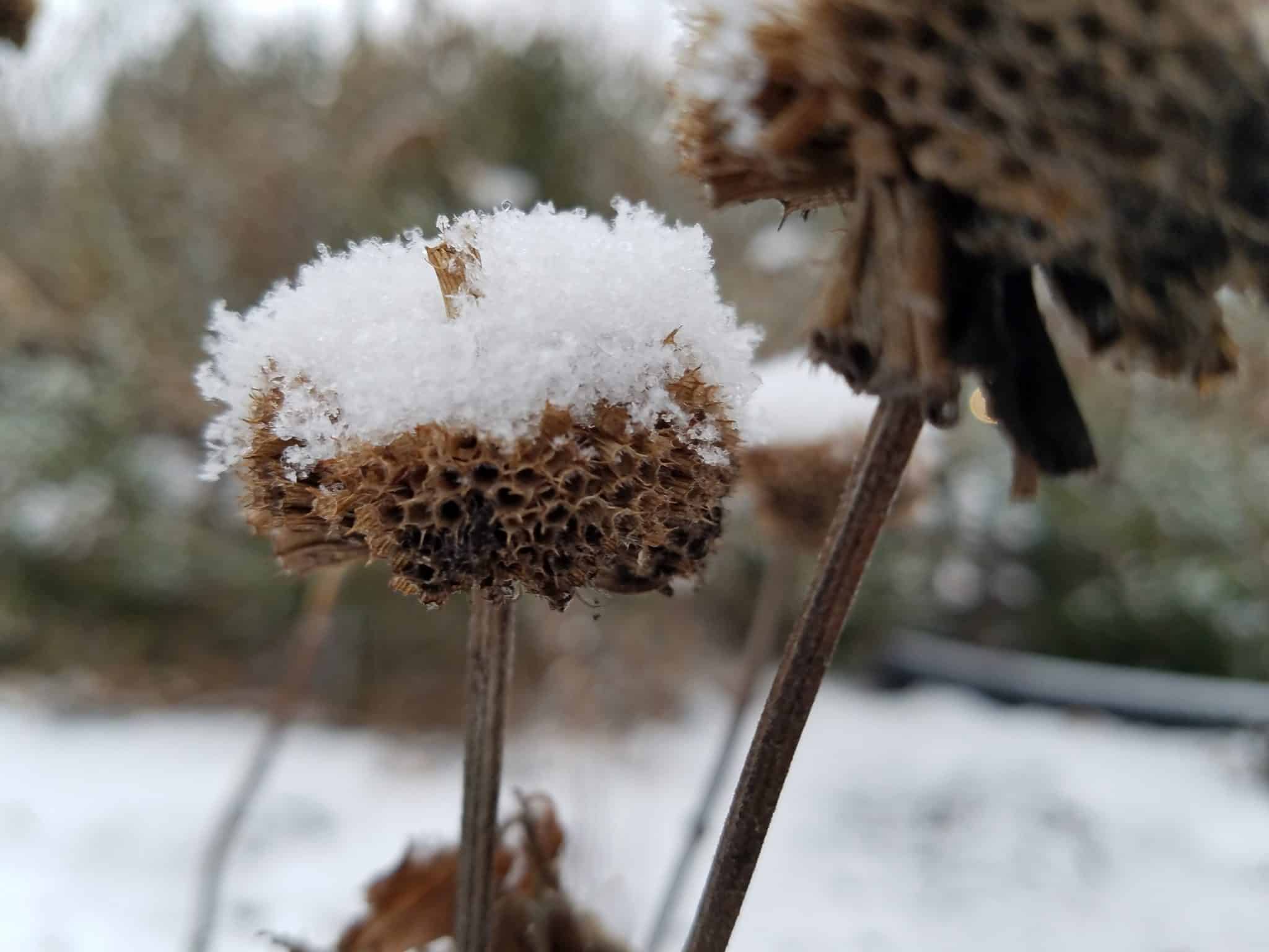 The Benefits of Snow - Sweeney's Custom Landscaping Inc