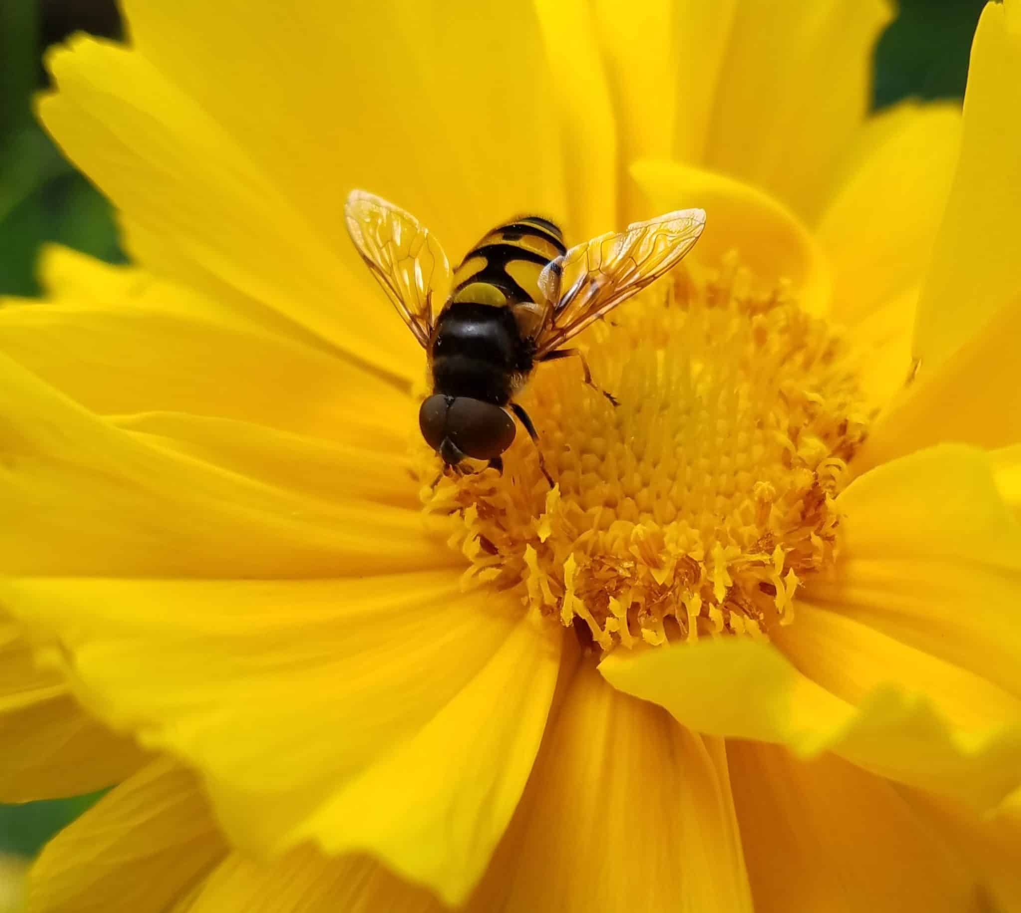 Bee Friendly! It's National Pollinator Week! - Sweeney's Custom ...