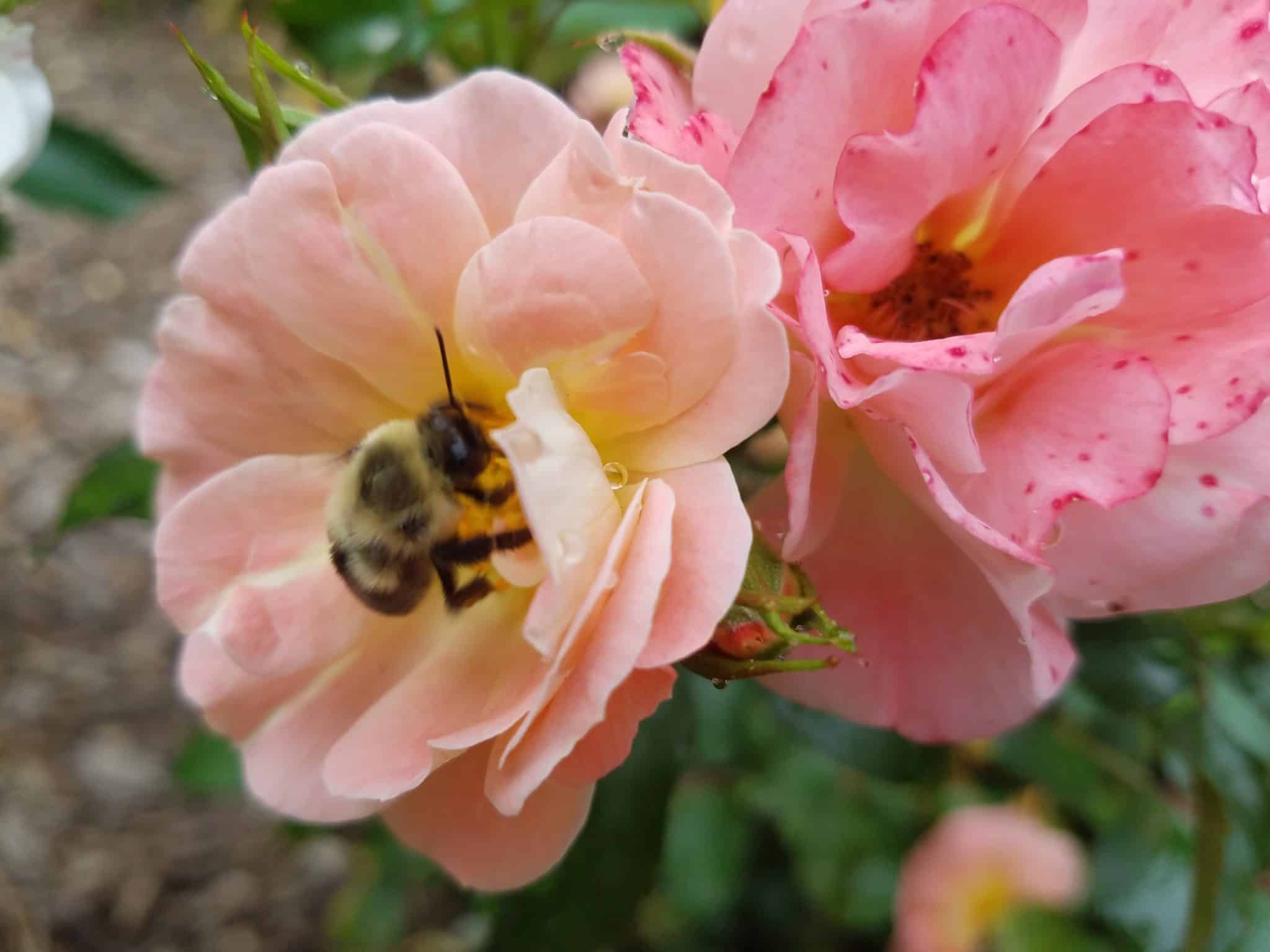 Bee Friendly! It's National Pollinator Week! - Sweeney's Custom ...