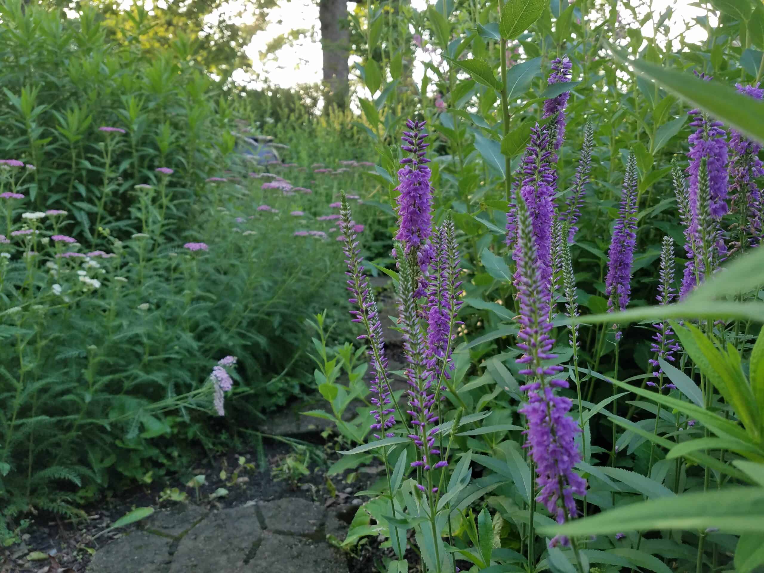 Girls Gone Wild: Native Plants for Mom - Sweeney's Custom Landscaping Inc