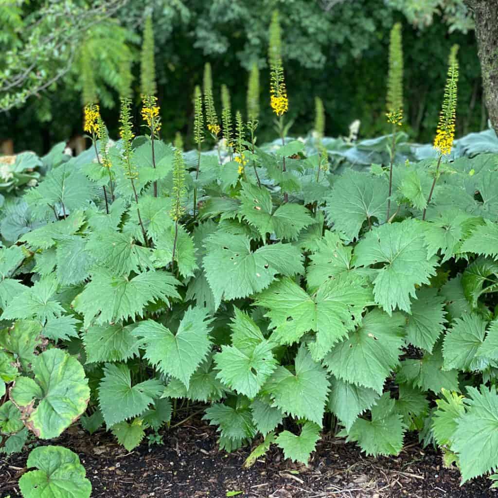 Made for the Shade - Sweeney's Custom Landscaping Inc